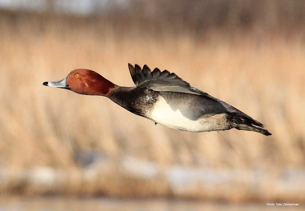 Redhead | Ducks Unlimited